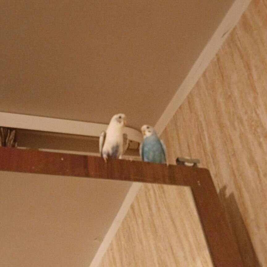 Волнистый попугай с клеткой