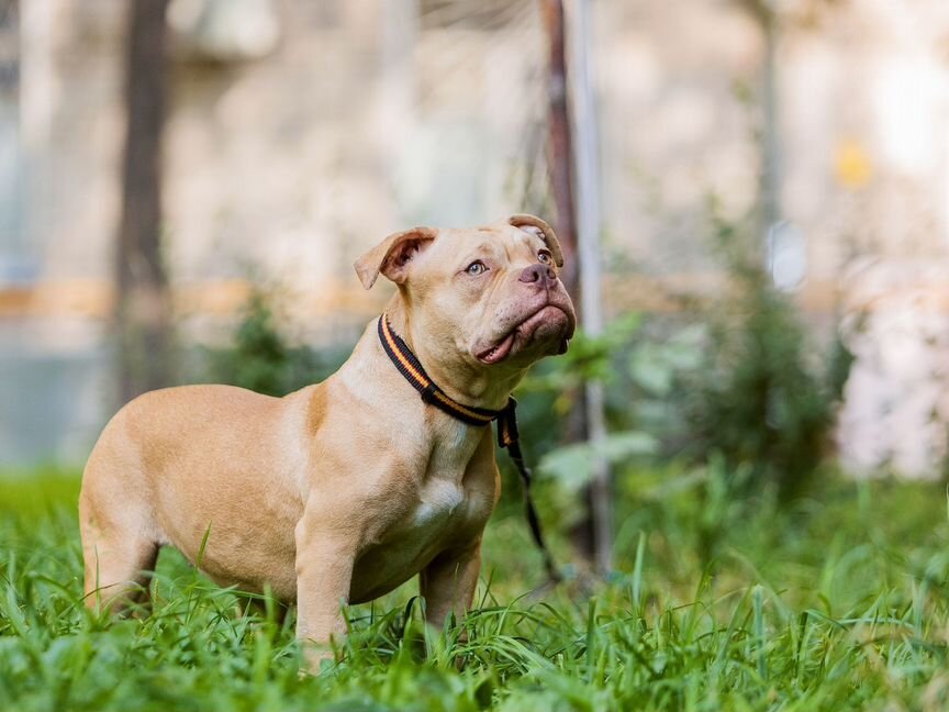 Быстро ищем надежные ручки для девочки ам.булли