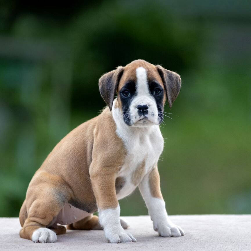 Рыжая девочка боксер