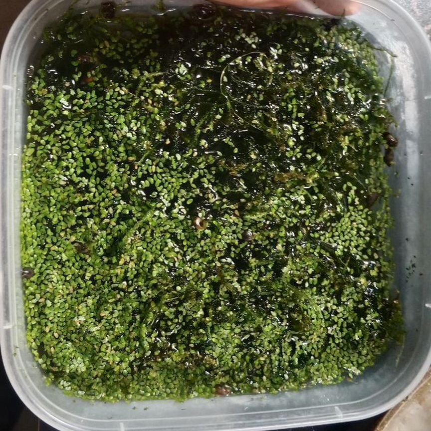 Яванский мох,роголистник,ряска