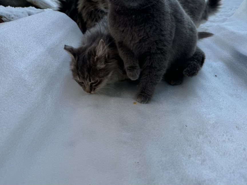 Замерзшие котики ищут дом