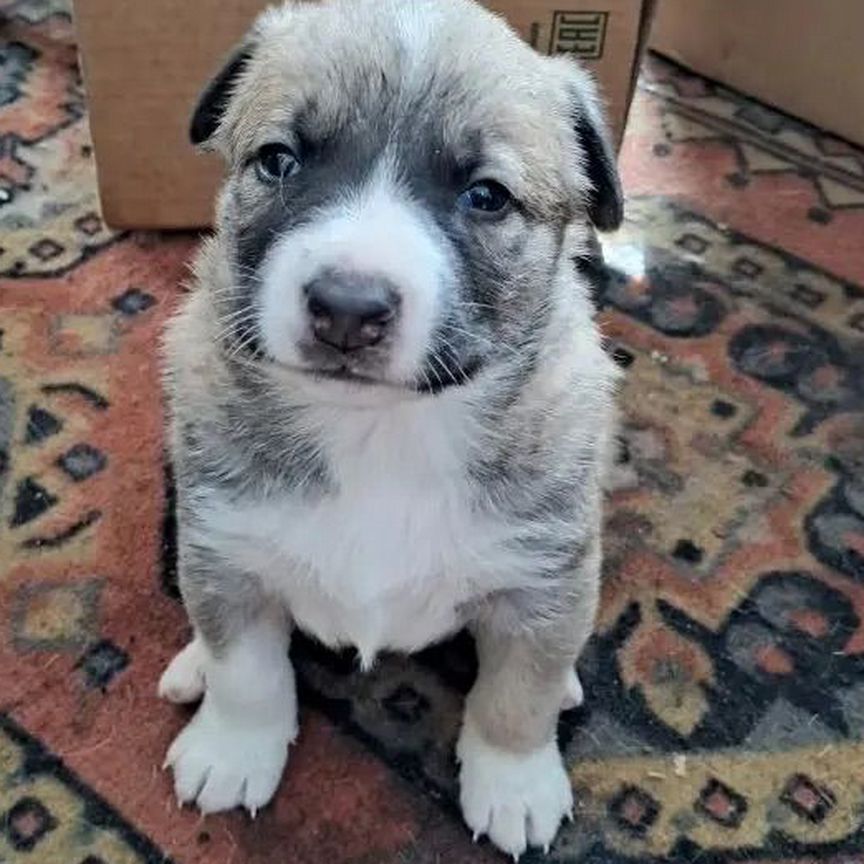 Щенок в добрые руки