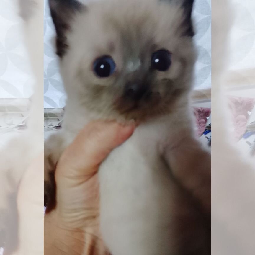 Тайский котёнок