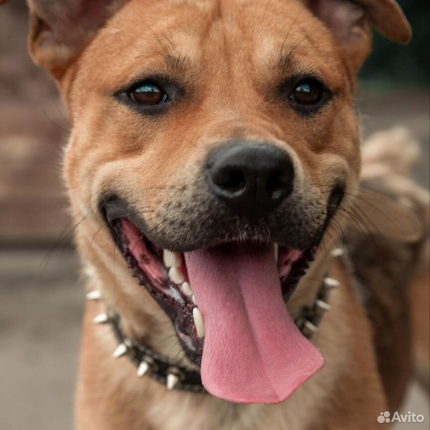 Стаффорд Сэм в добрые руки