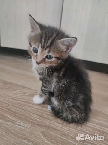 Трехцветный котенок