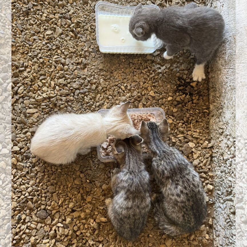 Отдам добрые руки котят