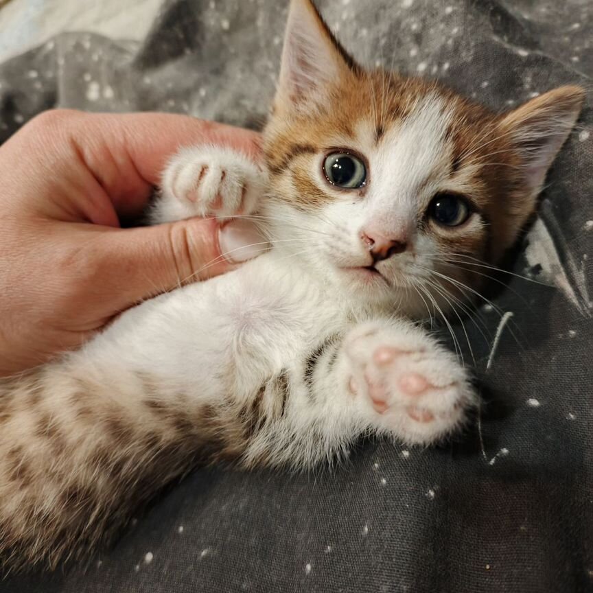 Котёнок в добрые руки