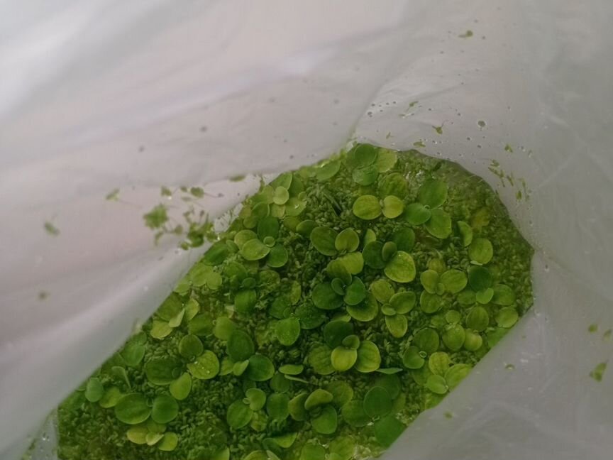 Пистия, ряска мелкая, роголистник