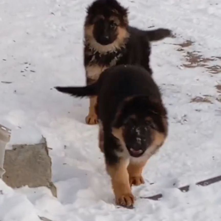 Немецкая овчарка, щенок