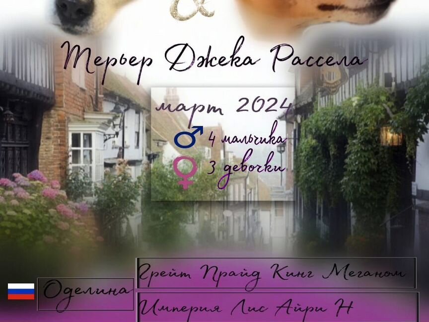 Джек-рассел-терьер, щенки Чемпиона России