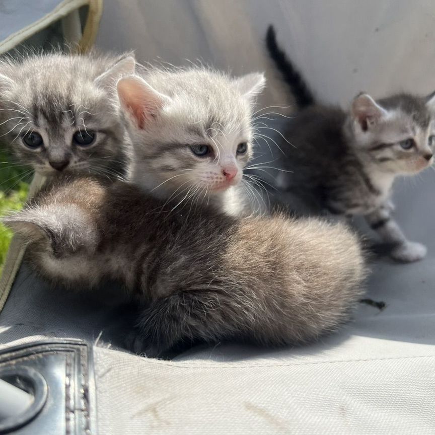 Британские котята
