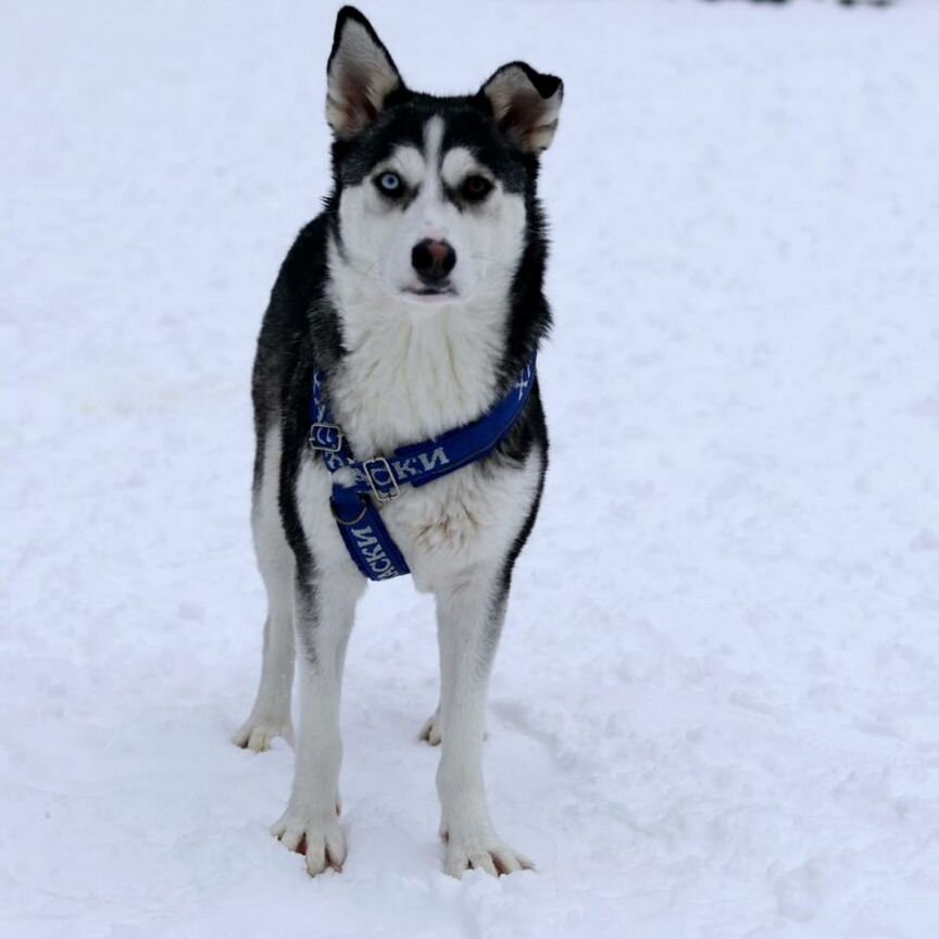 Хаски в добрые руки