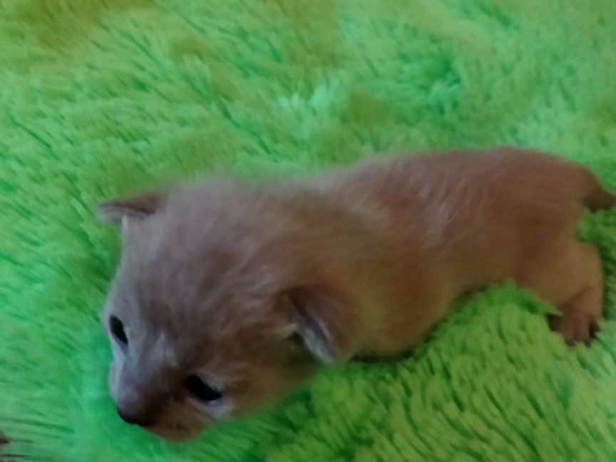 Бурманские котята