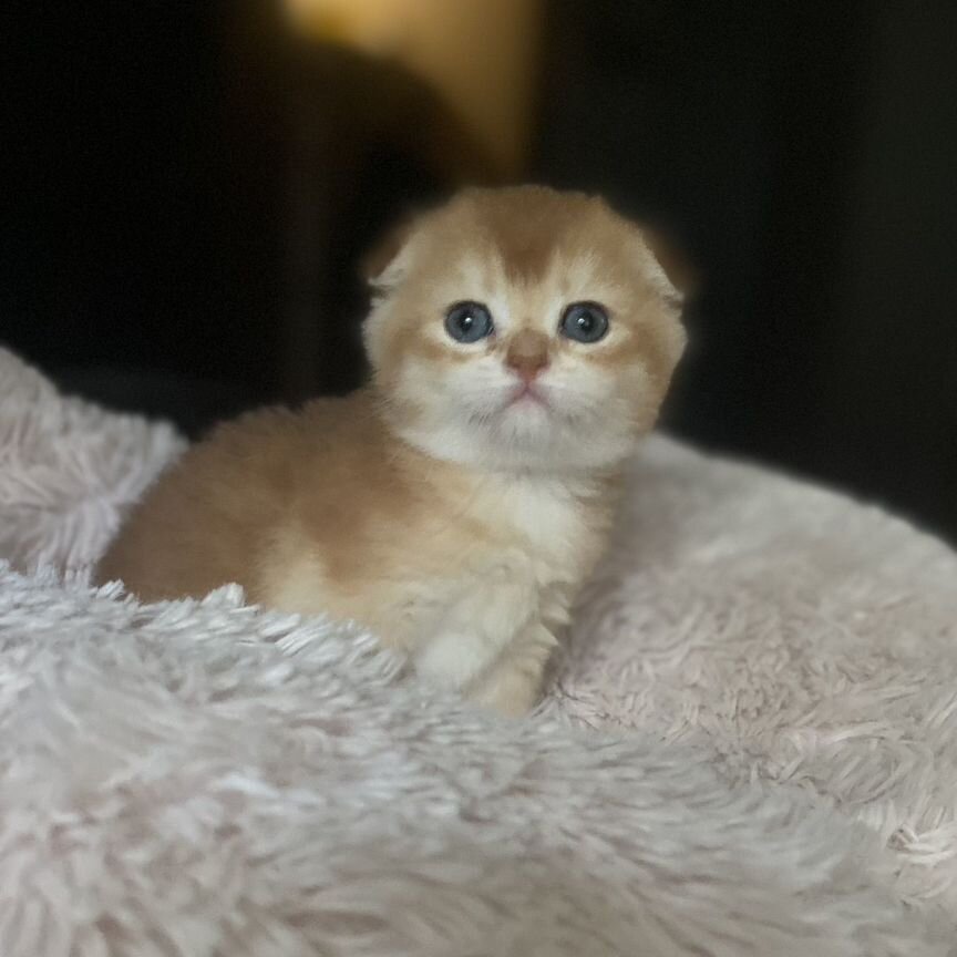 Шотландский котик ny12