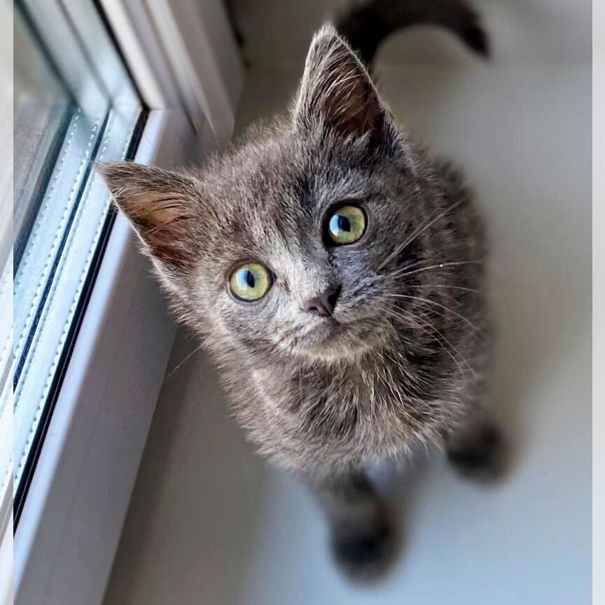 Котенок