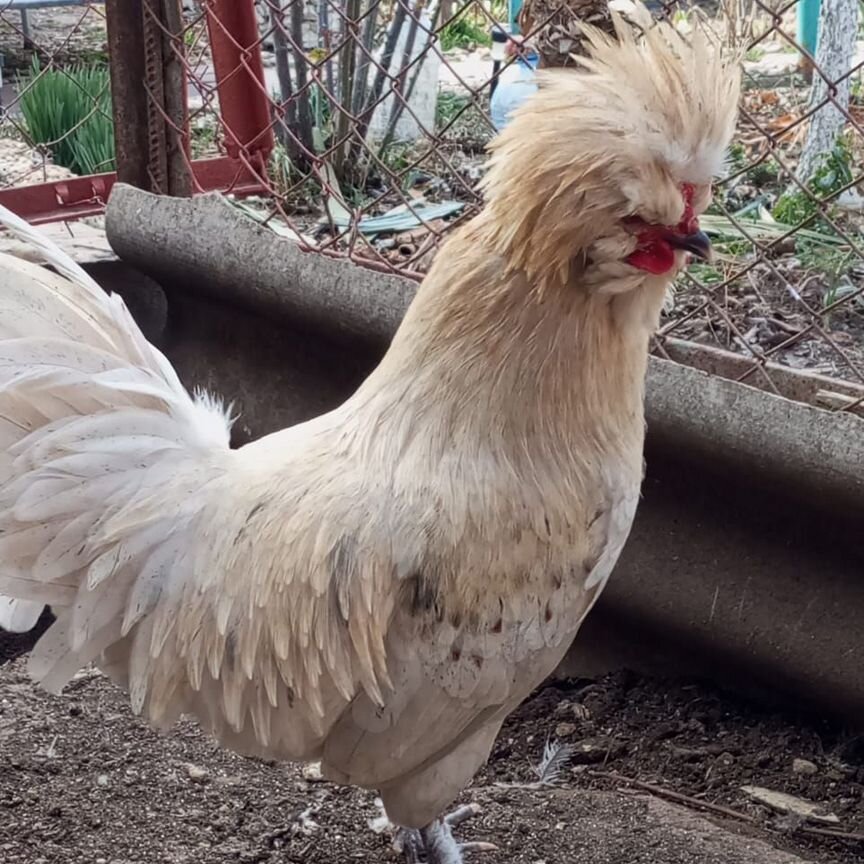 Петух (бронь)