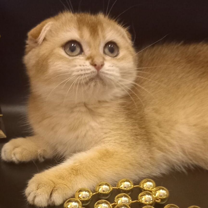 Шотландские котята золотая шиншилла
