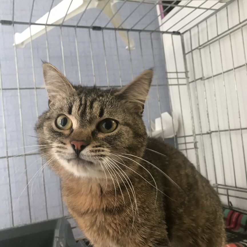 Ласковый «шпротик» в поиске семьи