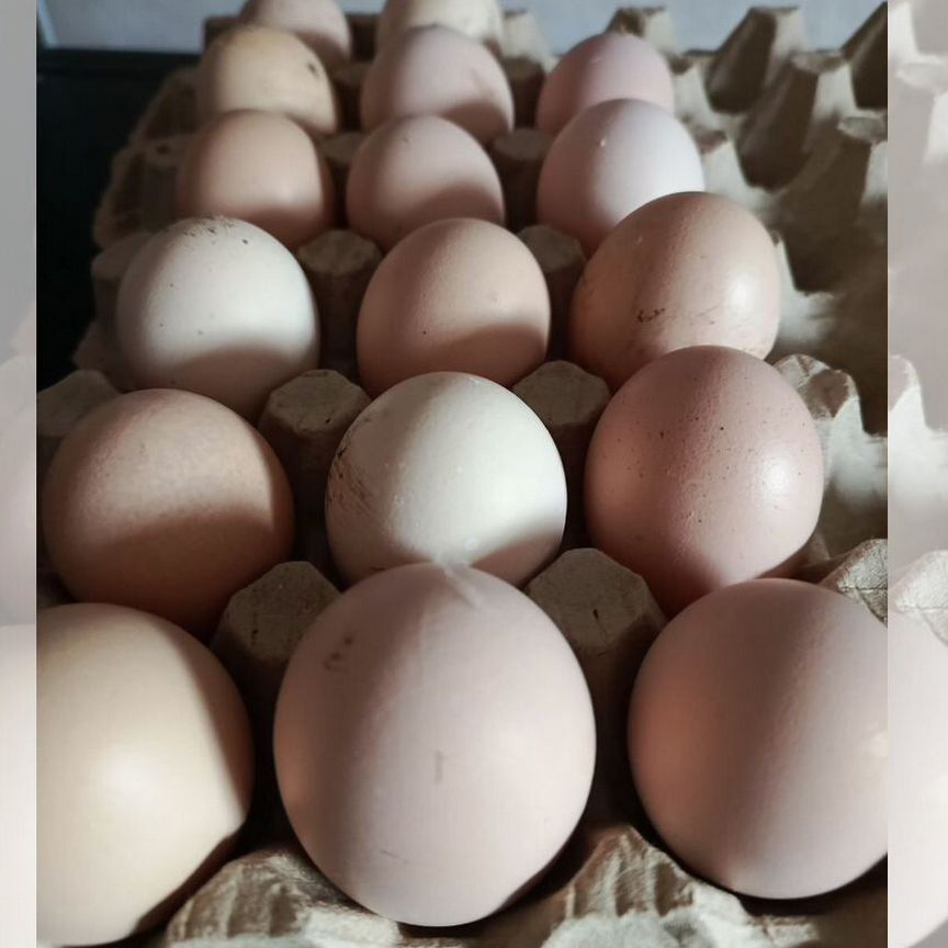 Инкубационное яйцо кур породы брама