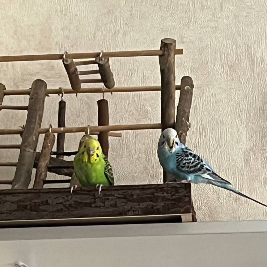 Попугаи ручные выкормыш