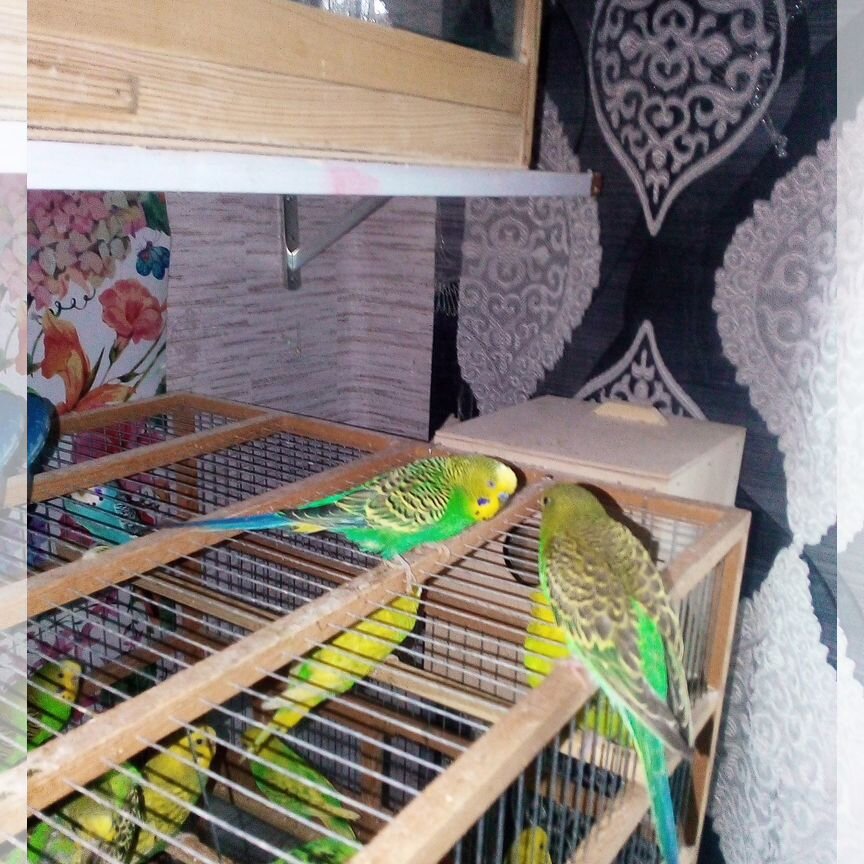 Птенцы волнистый попугай ручной