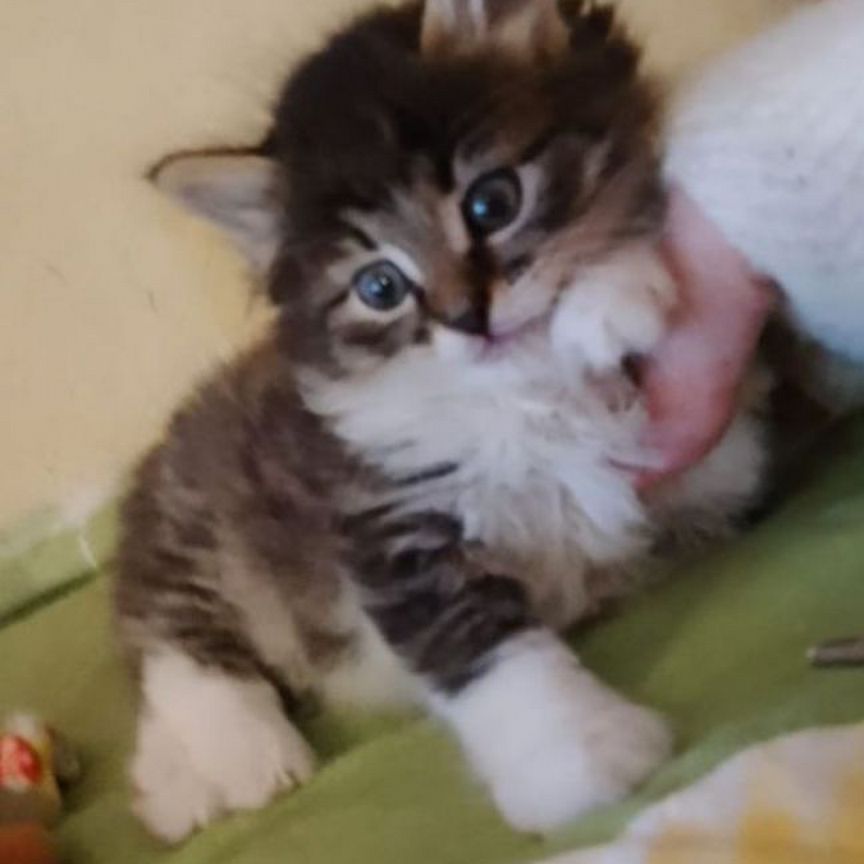 Сибирские котята