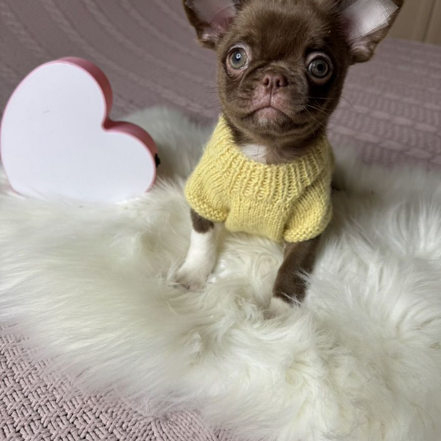 Шоколадный мальчик чихуахуа