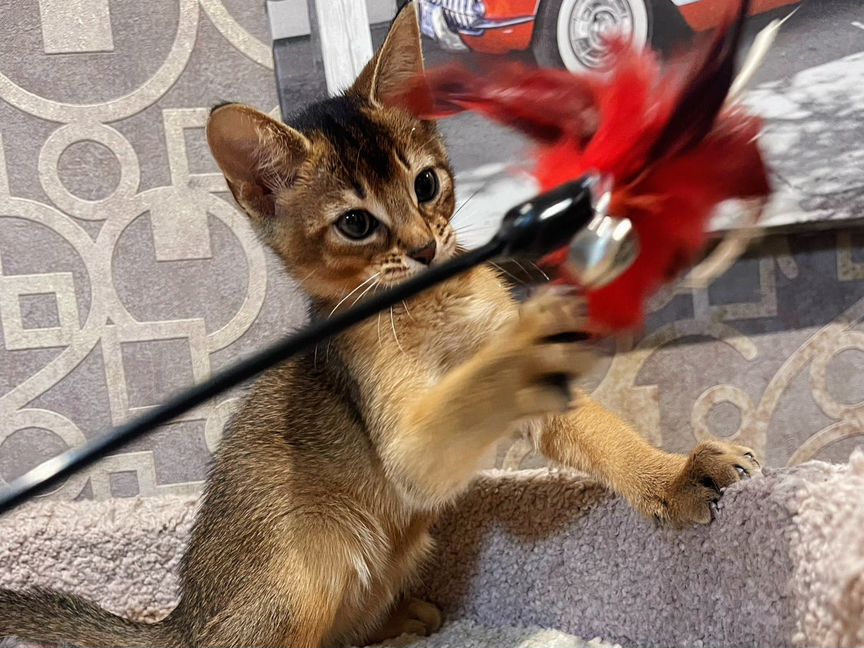 Абиссинские котята