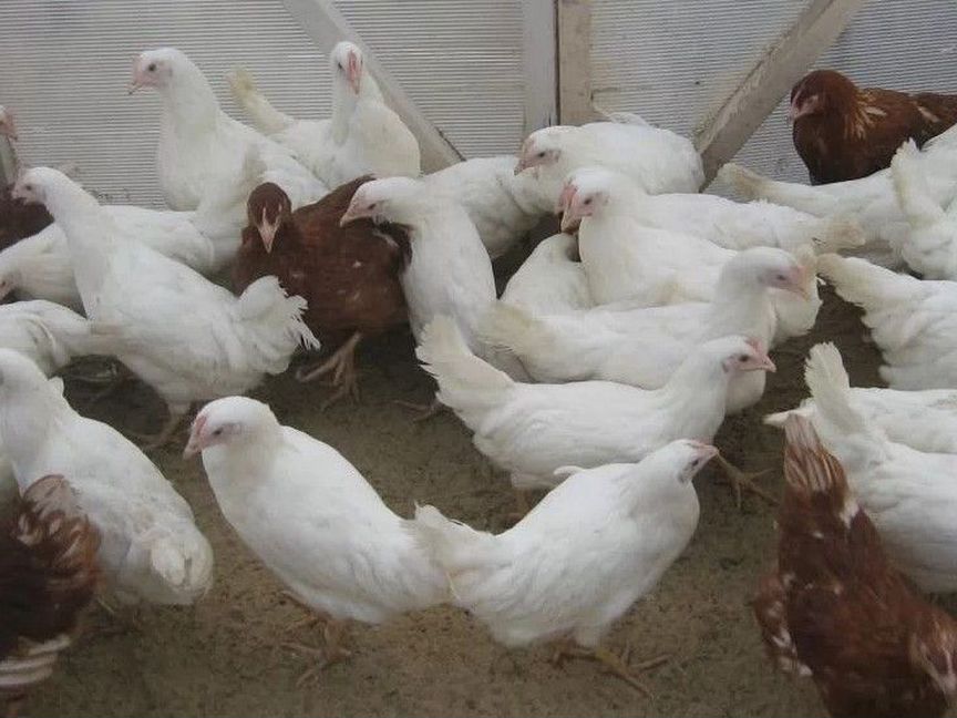 Куры Несушки Молодки Красные и Белые