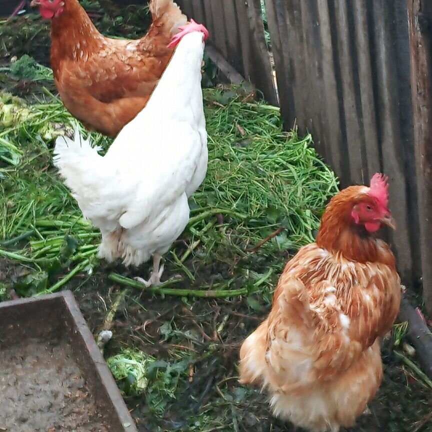 Куры несушки продам