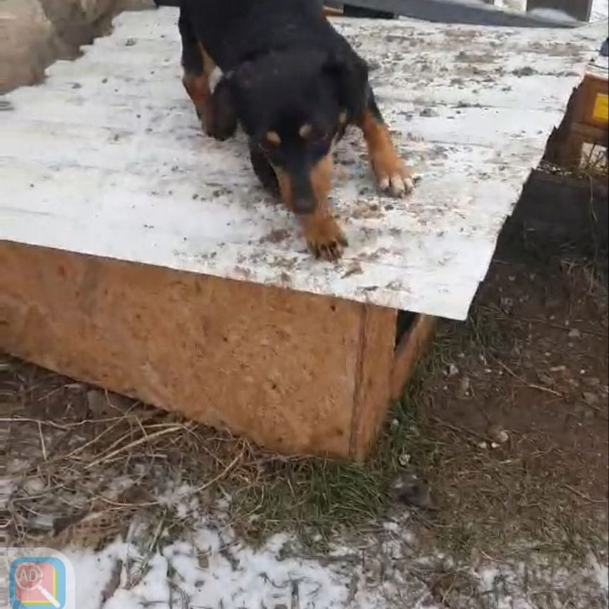 Метис таксы. Возраст 1 год