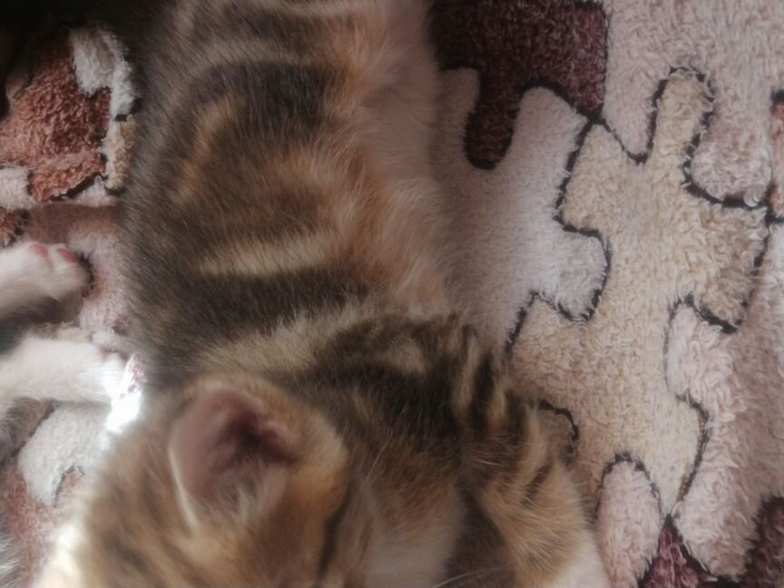 Котята мраморной британские