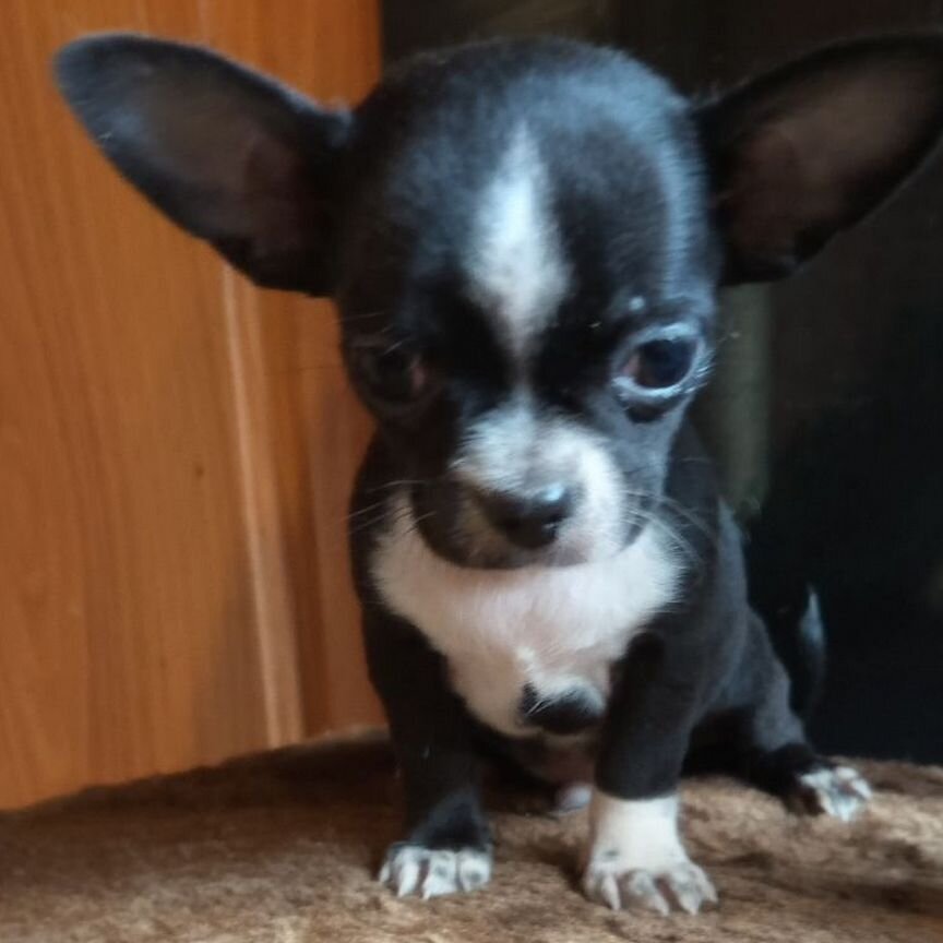 Чихуахуа, щенок