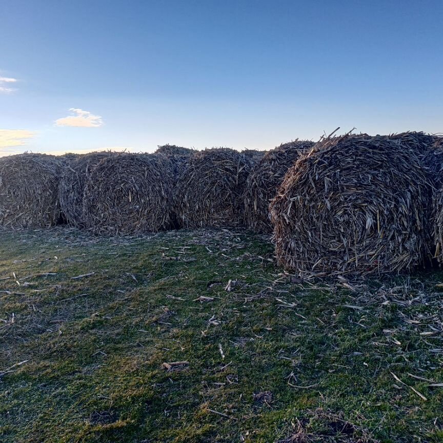 Солома кукурузная в рулонах