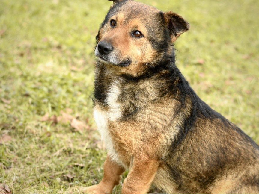 Коротколапик Вовик в добрые руки