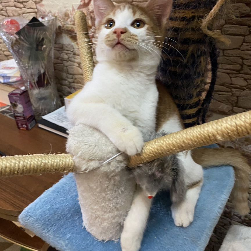 Добрый котенок в ответственные руки