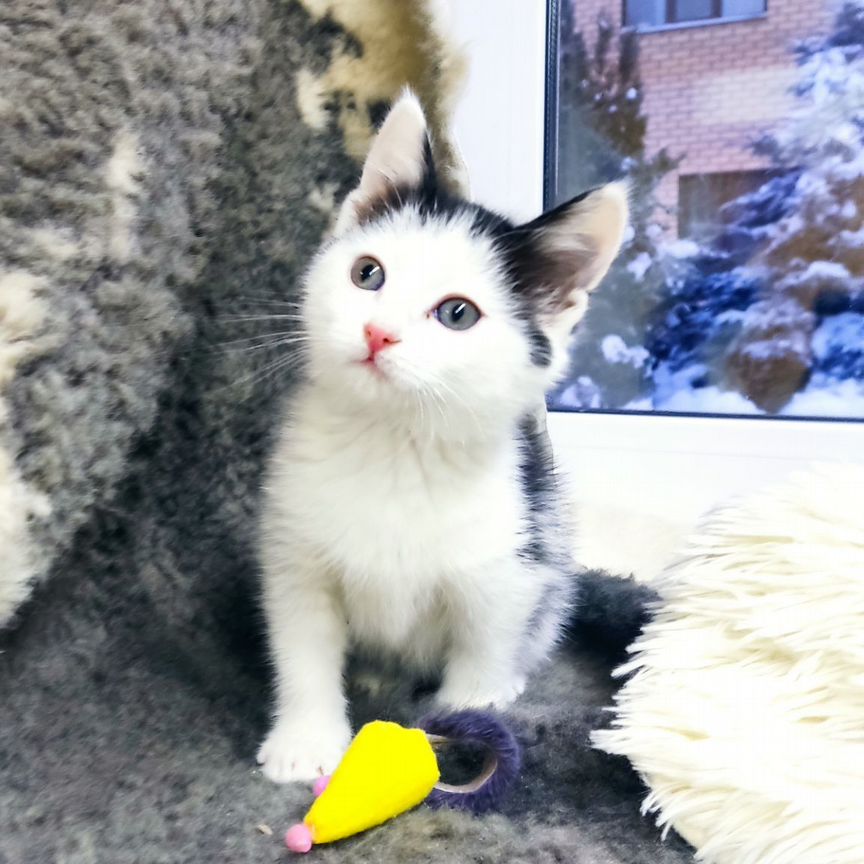 Котёнок в добрые руки