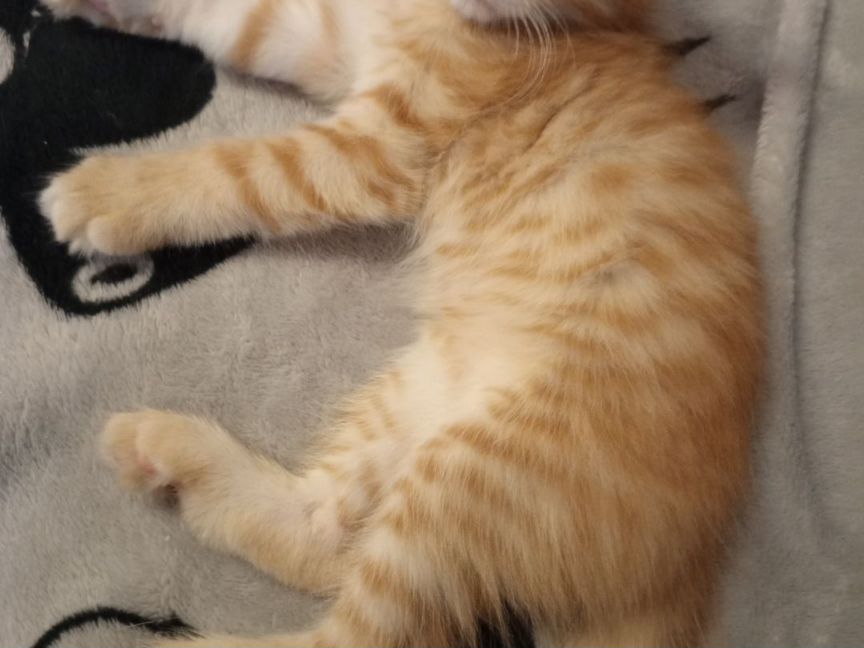 Котенок(тигра)