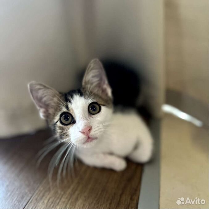 Котенок из Черногории ищет семью