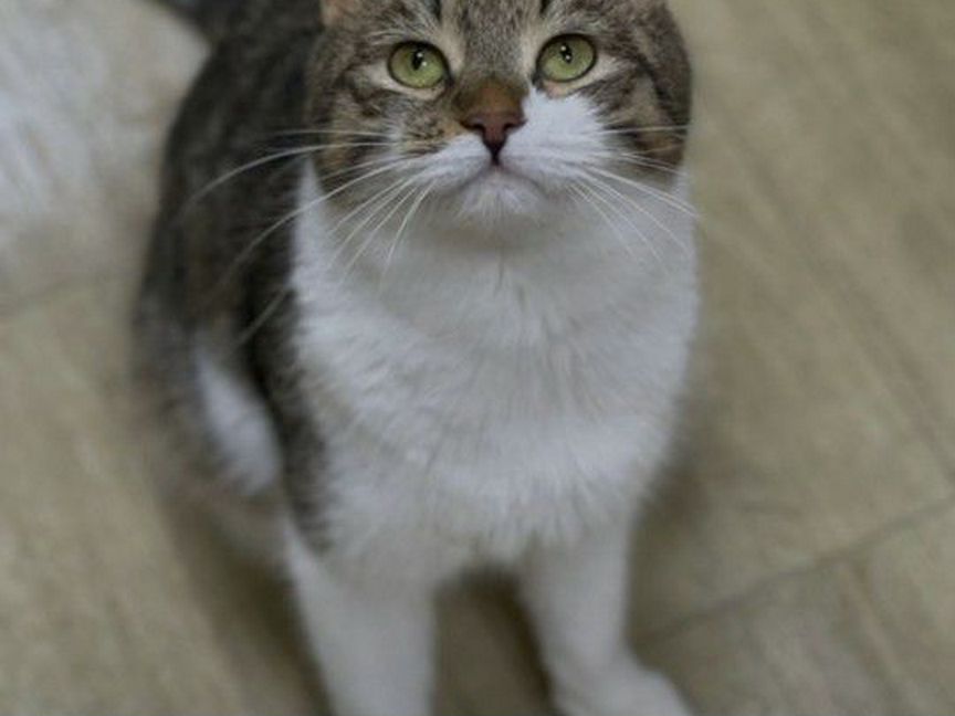 Котик