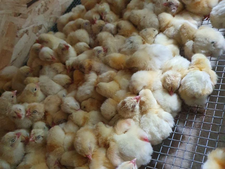 Цыплята