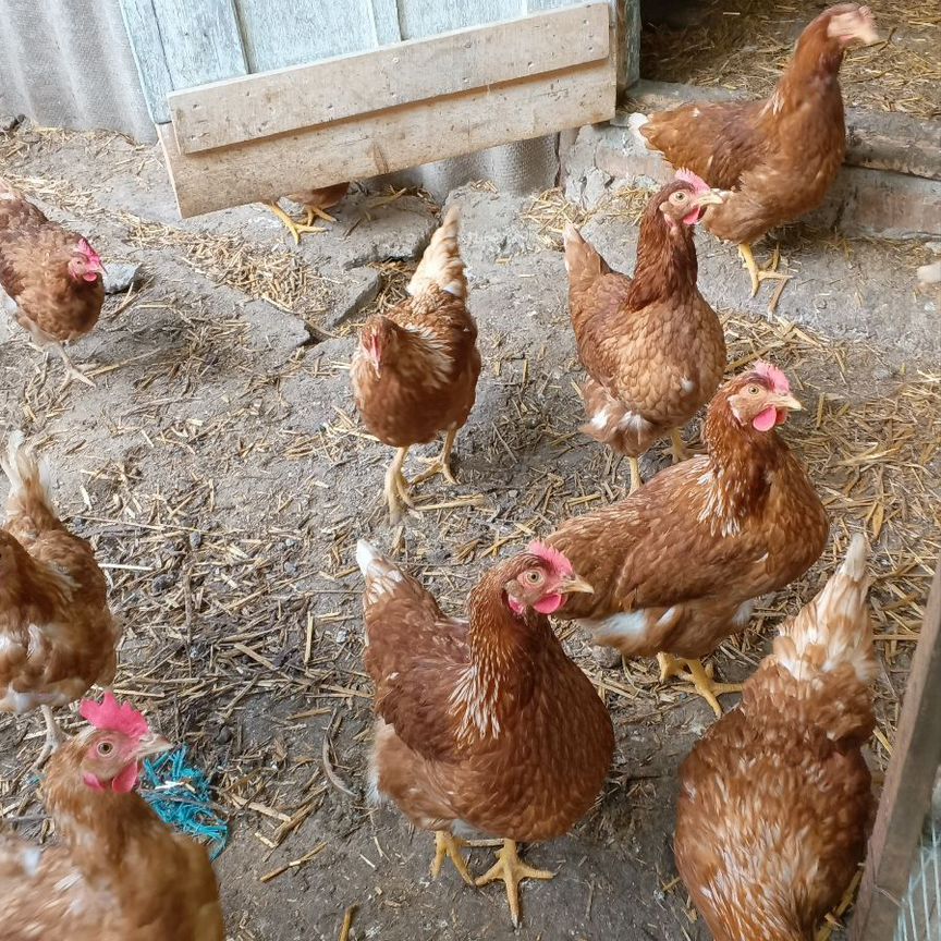 Куры несушки