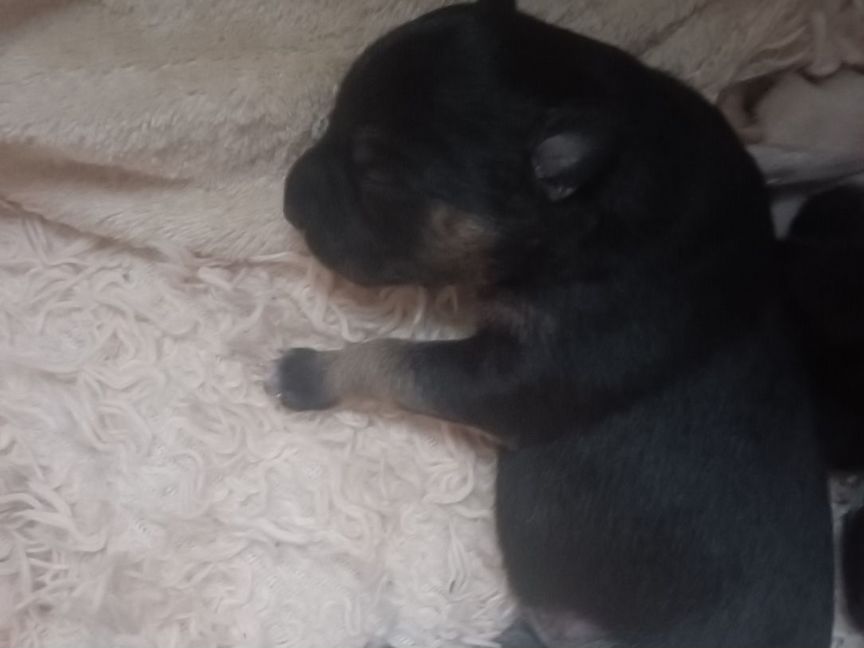 Такса в добрые руки