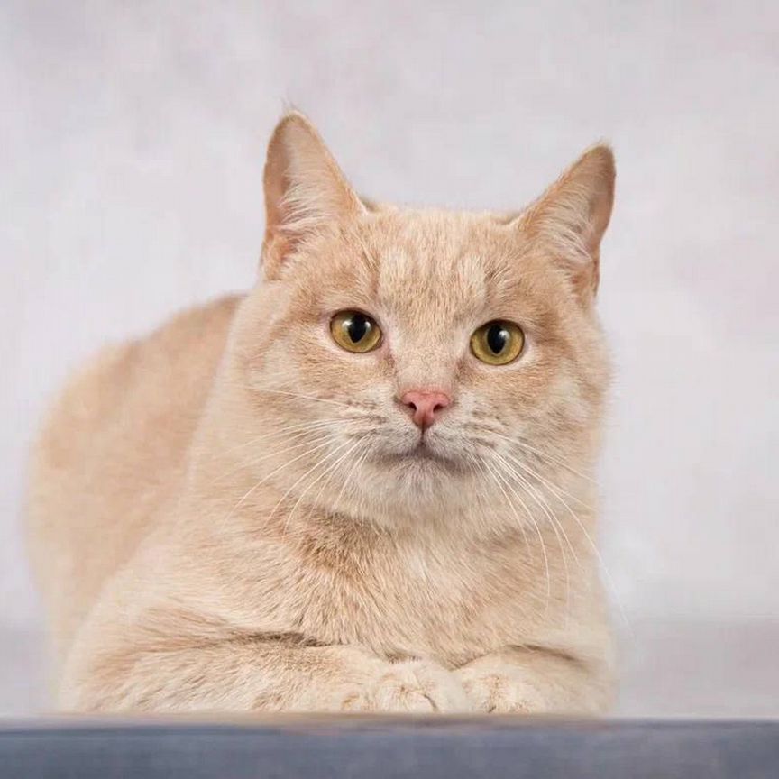 Котик спасён с СНТ