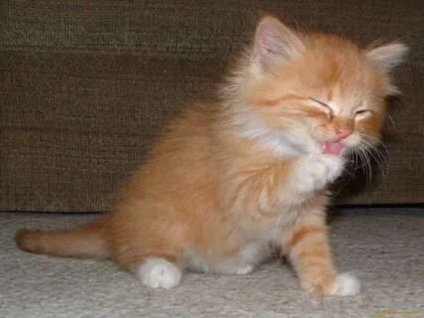 Сибирские котики