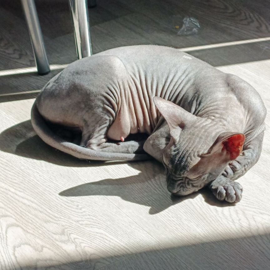 Канадский сфинкс, кот вязка