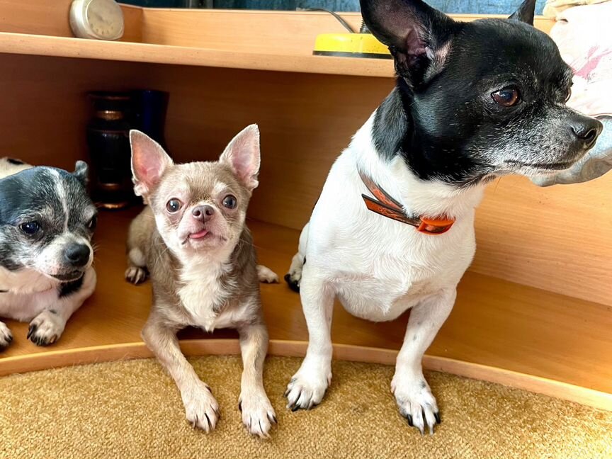 Чихуахуа собаки в добрые руки