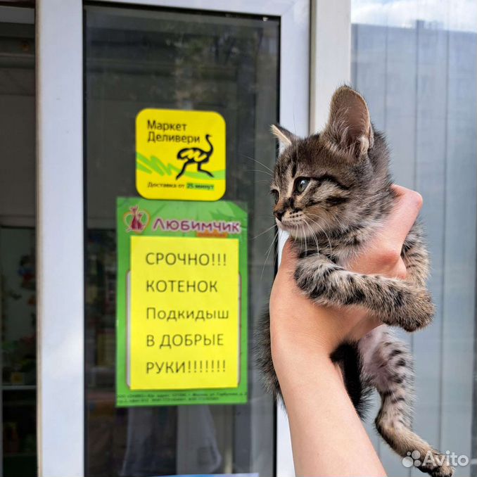 Котенок Максик в добрые руки