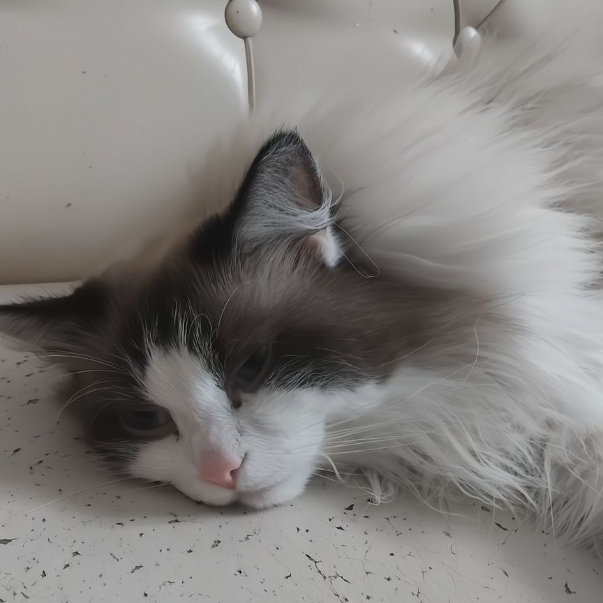 Рэгдолл, взрослый кот