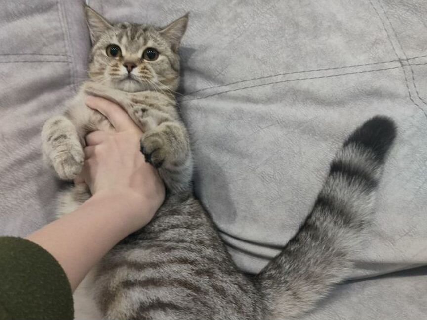 Кошка Алиса